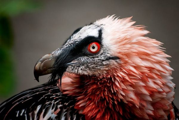 Homa | A mythical bird of Iranian legends - Irantripedia